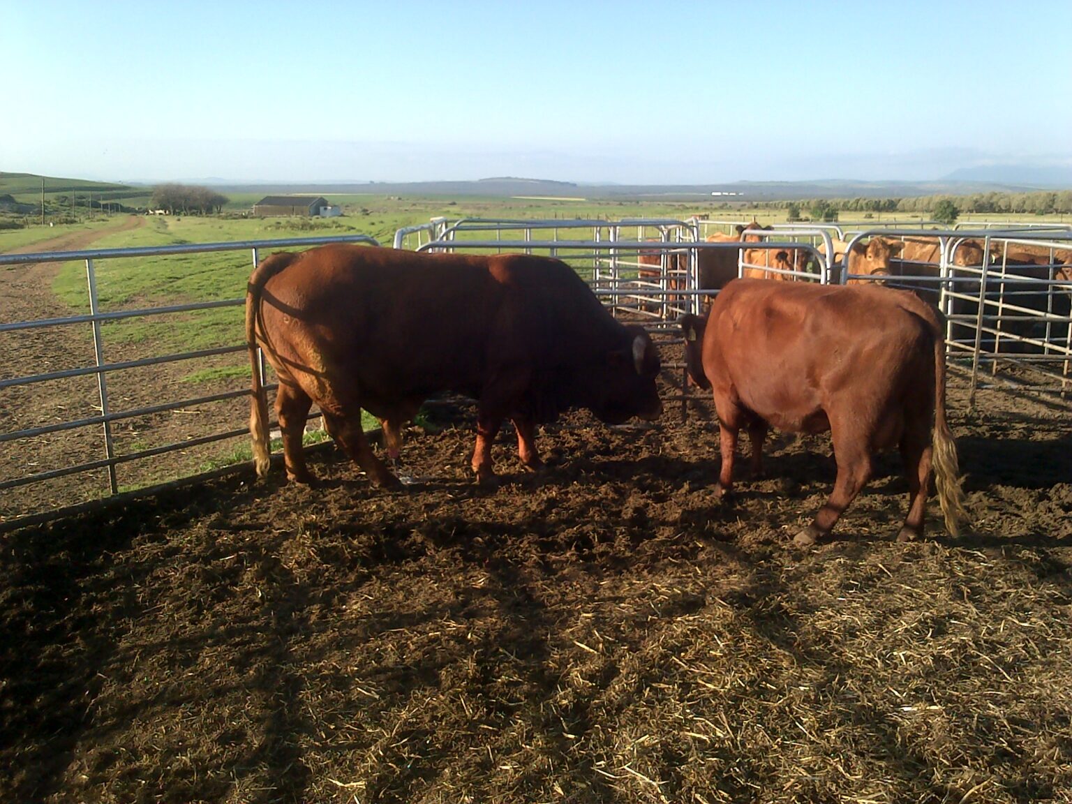 Droughtmaster – VlakenBerg & OL+ZONE Healing Oil