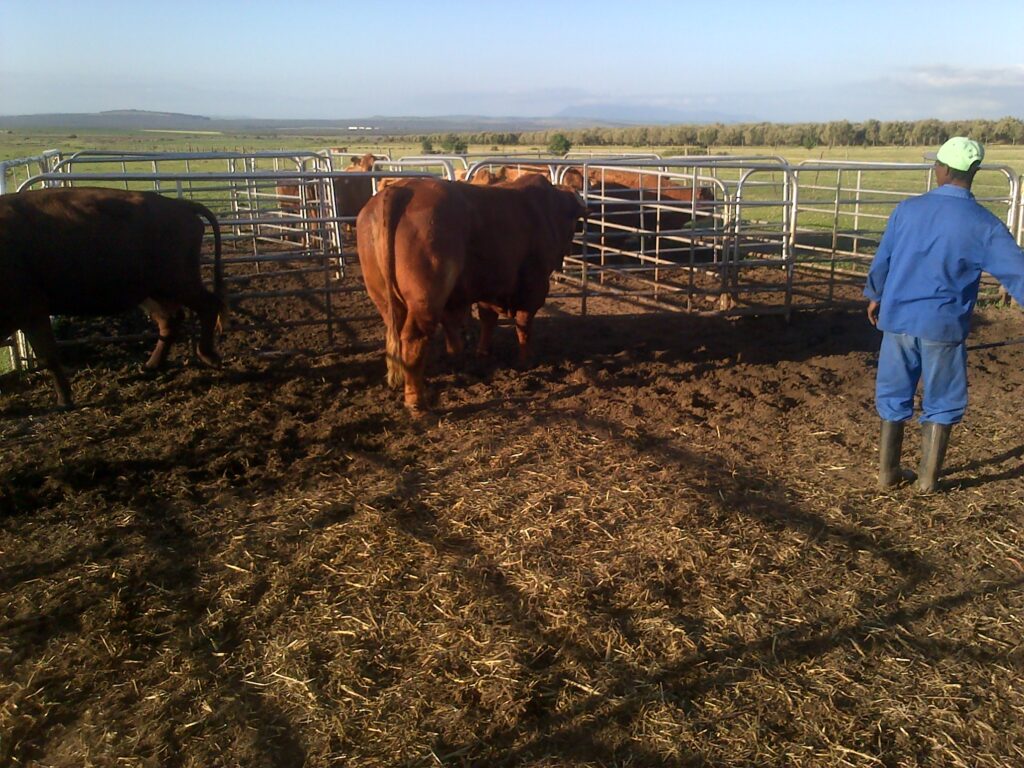 Droughtmaster Cattle – VlakenBerg & OL+ZONE Healing Oil