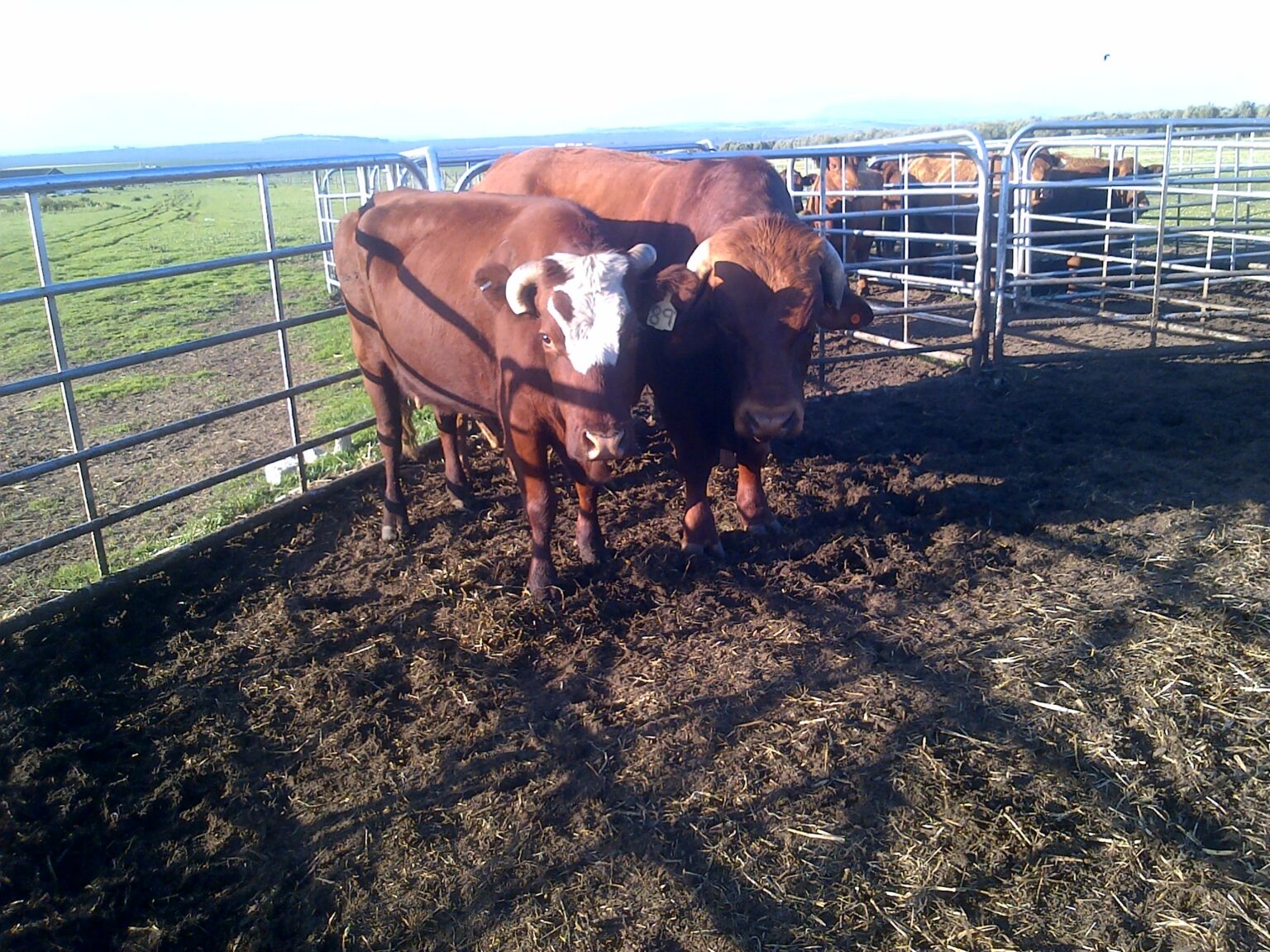 Droughtmaster Cattle – VlakenBerg & OL+ZONE Healing Oil